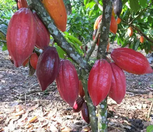 Cacao Criollo: La Fête y la Innovación en Chocolates